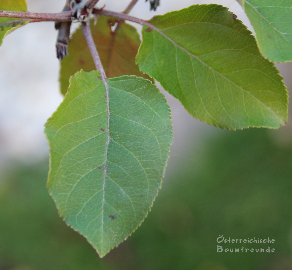 Kultur-Apfel - Malus domestica | Österreichische Baumfreunde