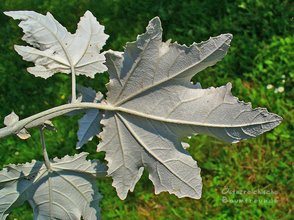 Silber-Pappel - Populus alba | Österreichische Baumfreunde