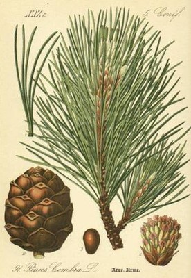 Zirbe - Pinus cembra | Österreichische Baumfreunde